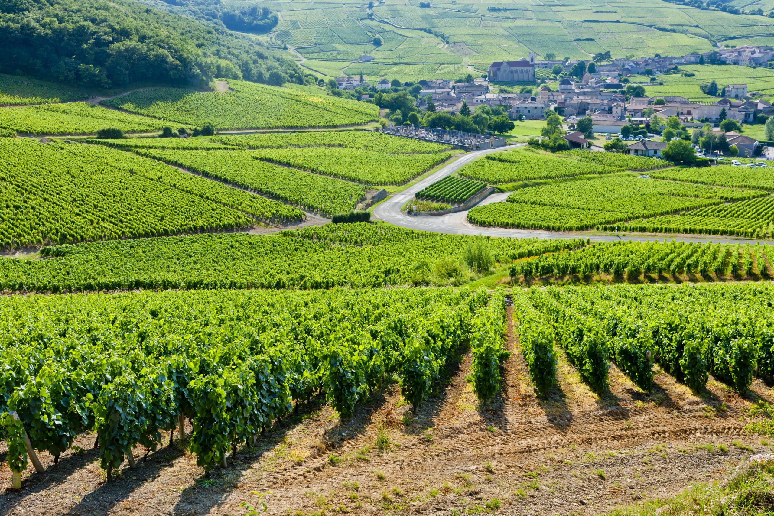 Robert Biale Vineyards 2022 Burgundy & Provence Wine CruiseNow Cruising ...