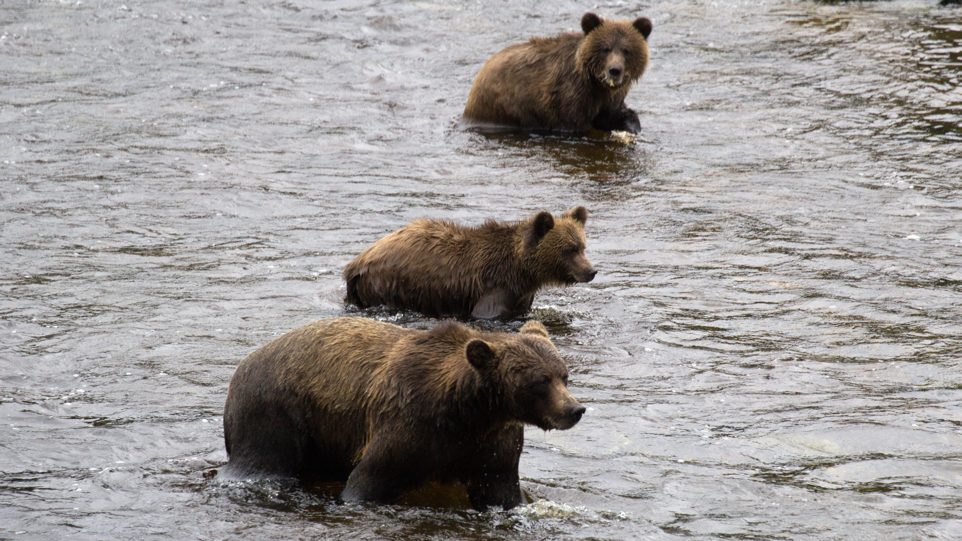 Highway 12 WineryInto The Alaskan WildWine CruiseNow Sailing - Food ...